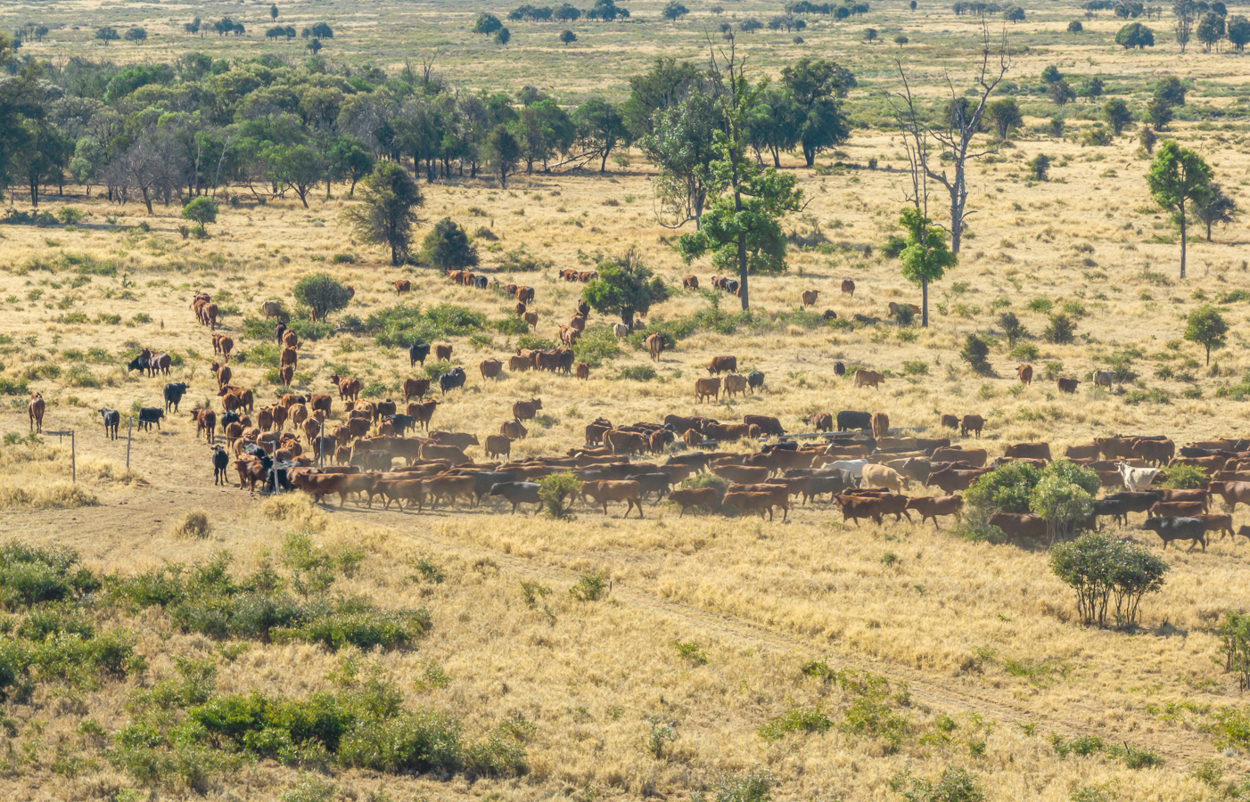How Sustainable Grazing Impacts Farm Profitability - AGDATA Holdings